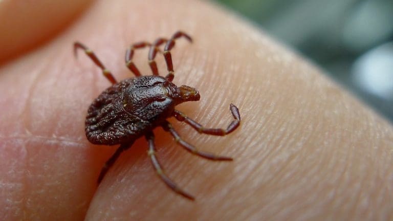 Natural tick killers that work well - BestJive