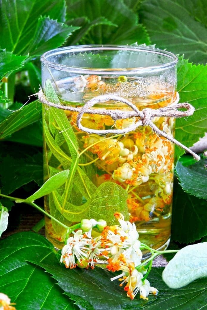 Linden flower tea, the “nectar of kings” - BestJive