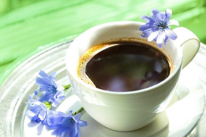 Chicory - the summer flower or grandma’s coffee: benefits and ...