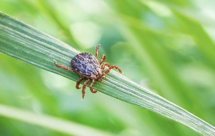 How to keep your garden tick-free without chemicals - 6 plants to repel ...